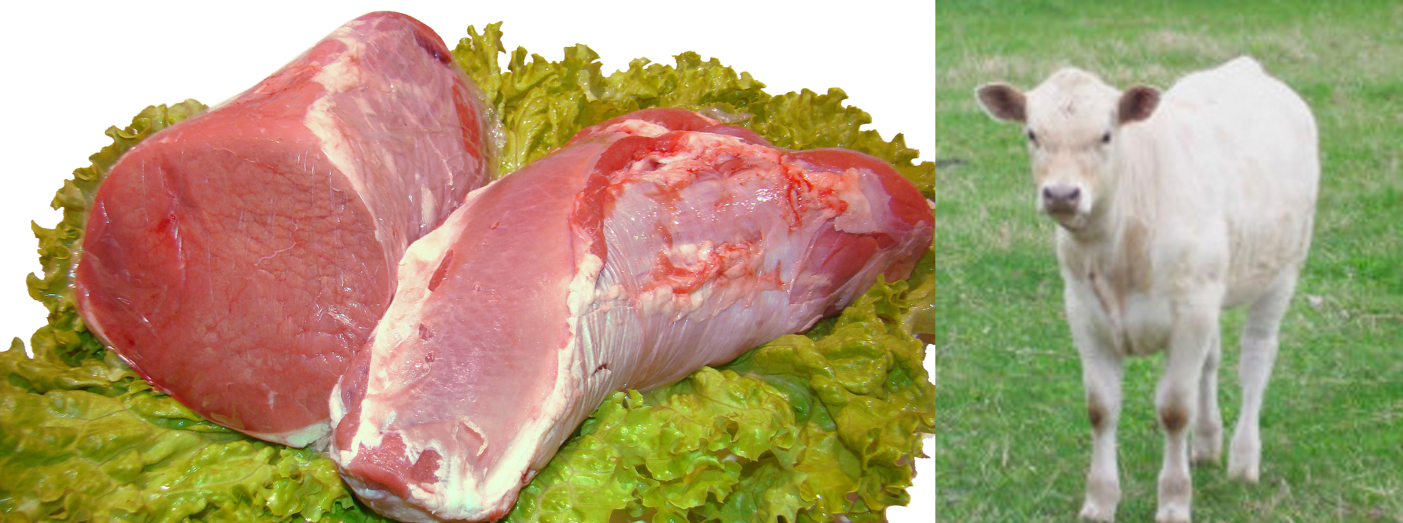 Benefícios da carne de vitela branca - Talhos Primor